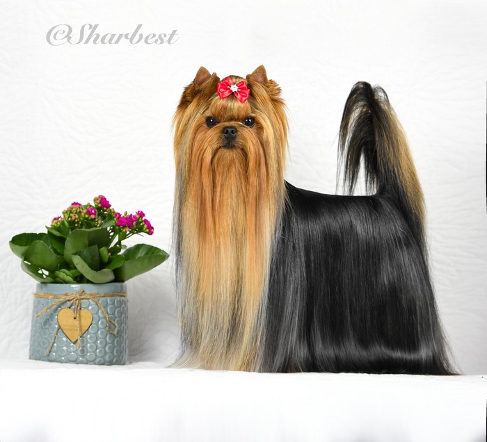Fashion Party Kiss :: Yorkshire Terrier - Sharbest | Chovatelská ...